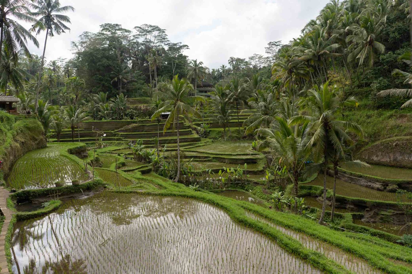 L'incontournable Ubud pour un voyage à Bali - Elofancy - Quoi voir